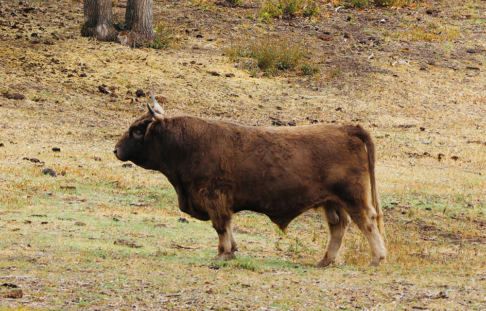 Registered Dams, Steer, & Bull - AHCA