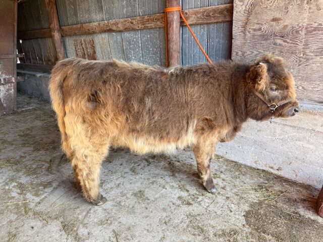 Registered Dun Heifer - AHCA