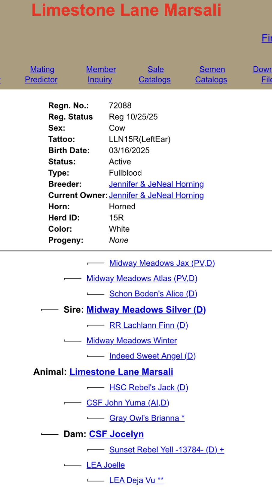 2025 Born Calves for Sale - AHCA