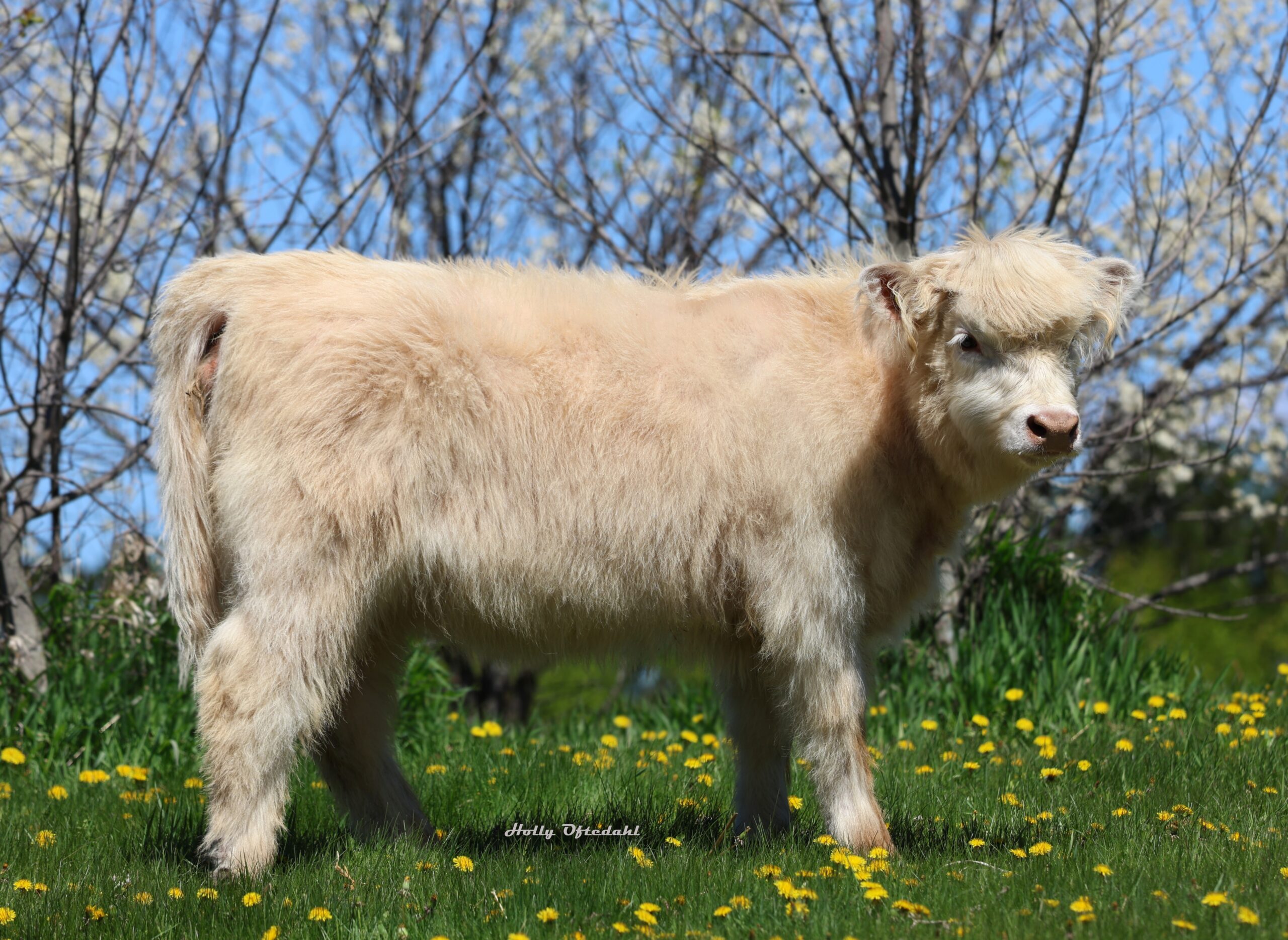 Heifers for sale - AHCA